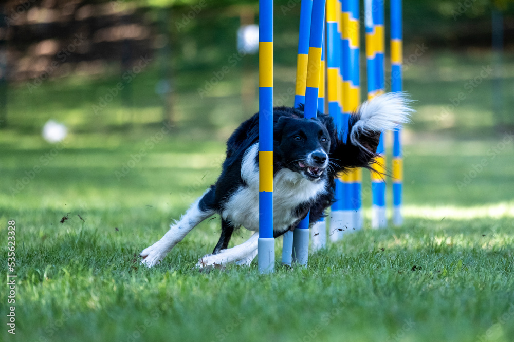 Dog agility in action. The dog is crossing the slalom sticks on ...