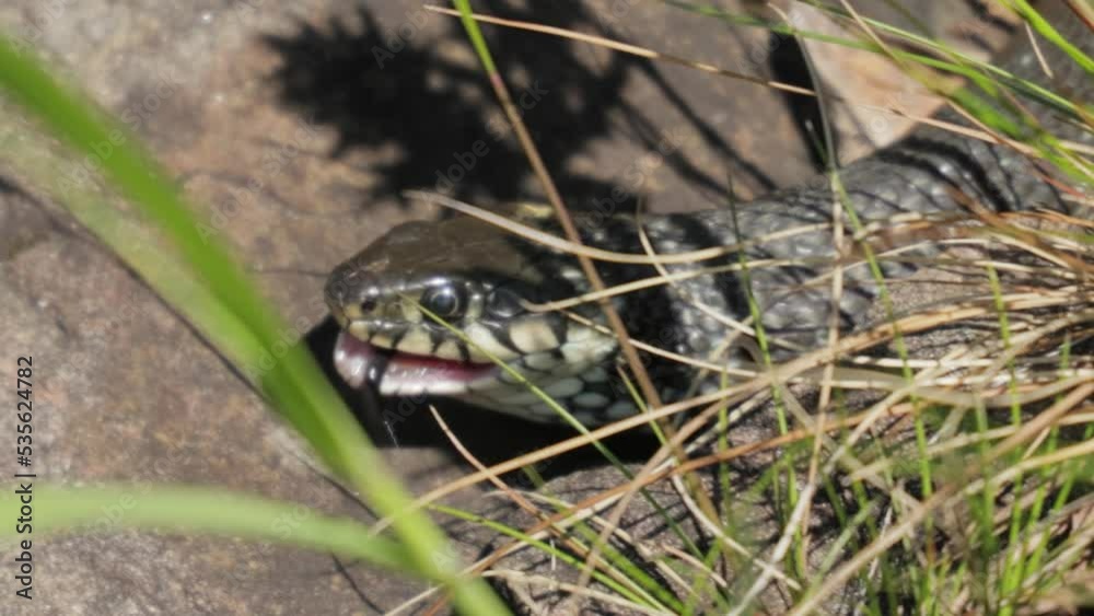 Grass snake (Natrix natrix) eats its prey. Sometimes called the ringed ...