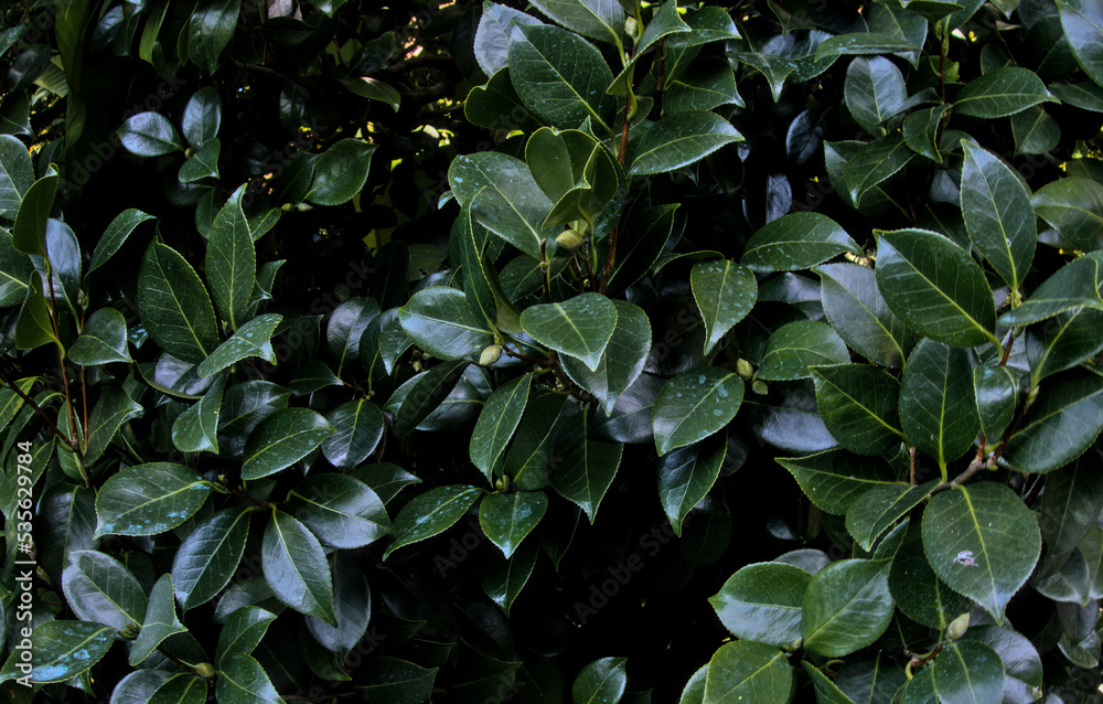 Camellia japonica, common camellia, or Japanese camellia green leaves ...