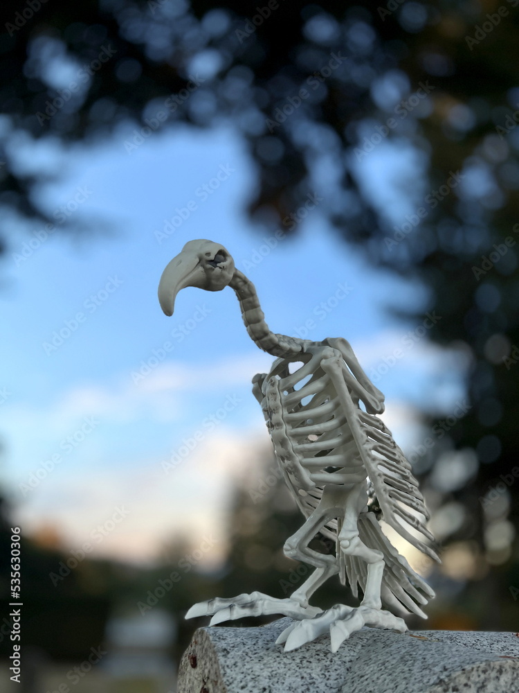 The skeleton of a vulture bird sits against the background of the sky ...