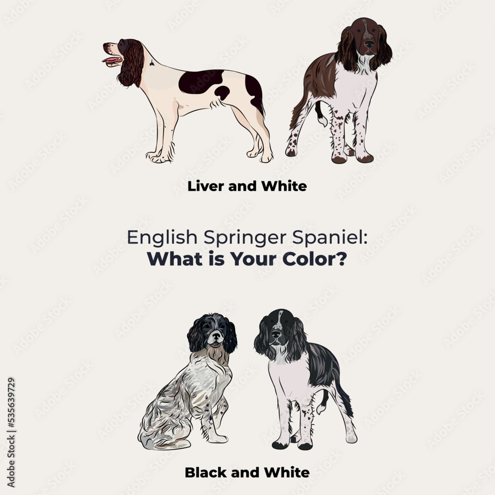English Springer Spaniel breed, dog pedigree drawing. Cute dog ...