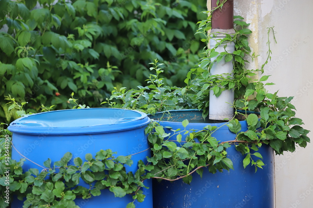 Blue rain barrels to collect rainwater that flows from roof gutters ...