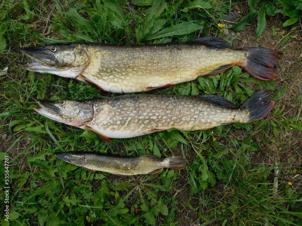 northern pike esox lucius in a freshwater reservoir predatory fish ...