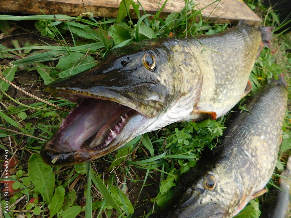 northern pike esox lucius in a freshwater reservoir predatory fish ...