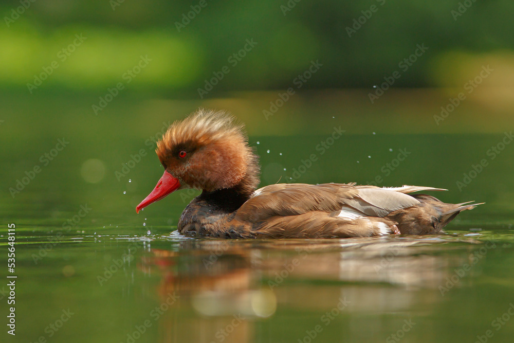 Hełmiatka zwyczajna, kaczka hełmiasta (Netta rufina) Stock Photo ...