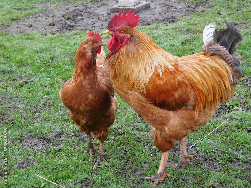 breed of chicken. It was developed in the United States from birds ...