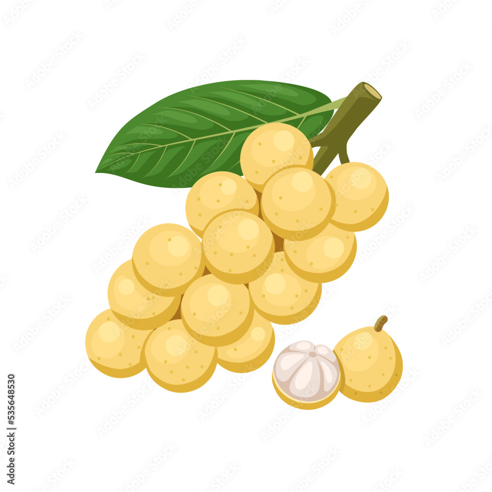Vector illustration, Long Gong fruit, scientific name Lansium ...