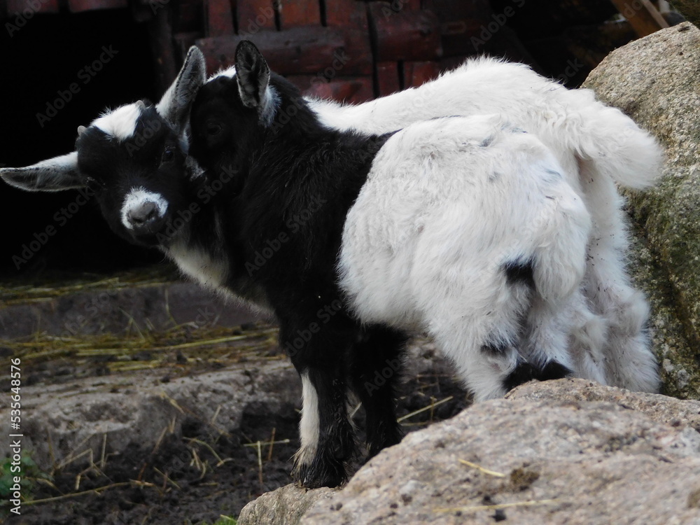 goat Capra hircus is a domesticated species of goat-antelope typically ...