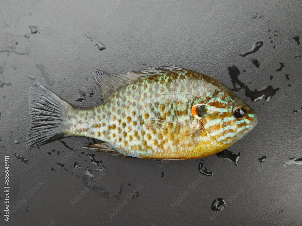 Lepomis gibbosus pumpkinseed, also referred to as pond perch, common ...