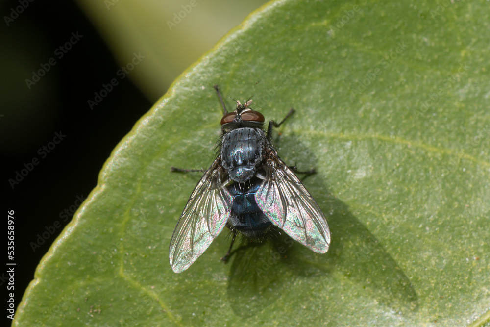 Bottle fly. Close-up view of a fly of the genus Calliphora on a plant ...