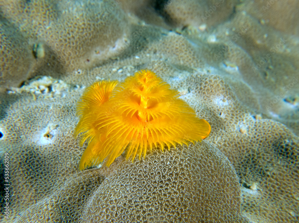 Christmas tree worm, Spirobranchus giganteus Boracay Island Philippines ...