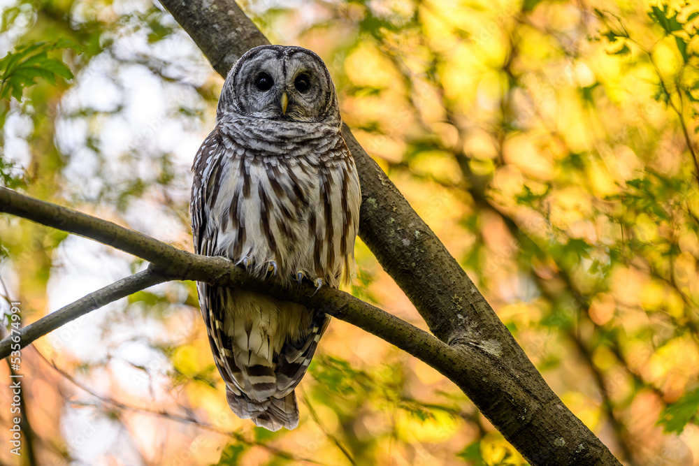 Barred owl (Strix varia), also known as the northern barred owl ...