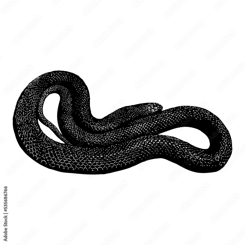 Fierce Snake hand drawing vector illustration isolated on background ...