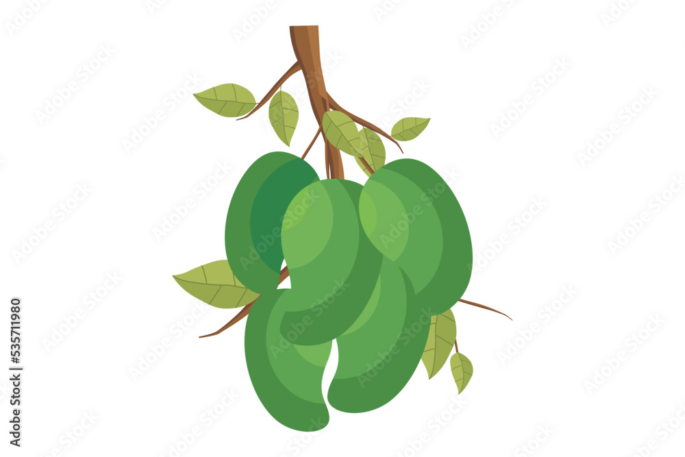 Mango. Green mango fruit vector. Illustration of mango fruit on a tree ...