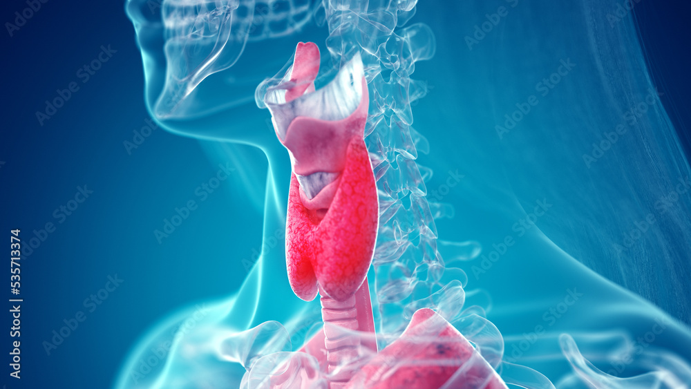 3d rendered illustration of the female neck anatomy Stock Illustration ...