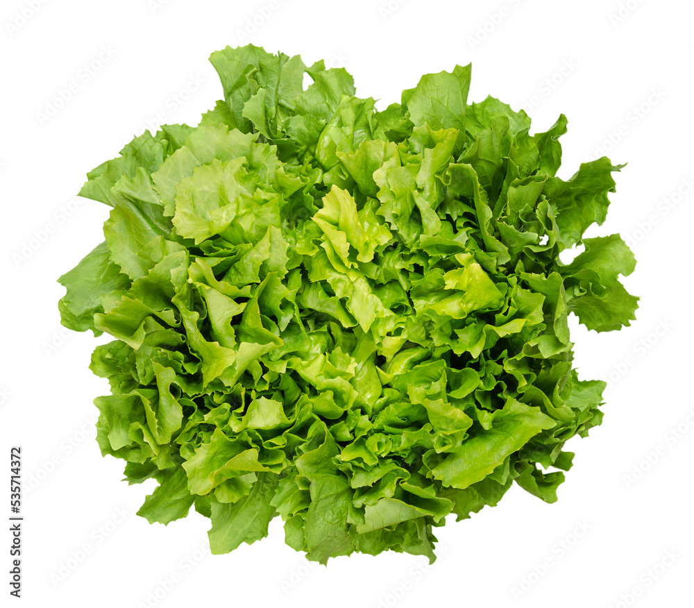 Broad leaved endive, escarole, isolated from above, on white background ...