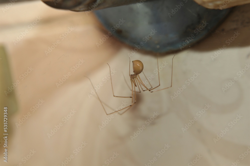 Cellar spider in the laundry room. Spider has built its nest behind the ...