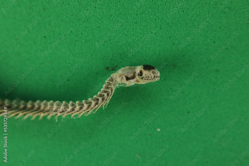 Dead blind snake isolated on green background. Skeleton detail, Skull ...