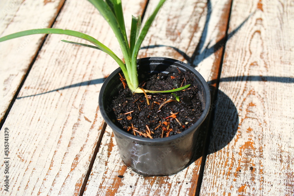 yucca jukka juka ogrodowa Stock Photo | Adobe Stock