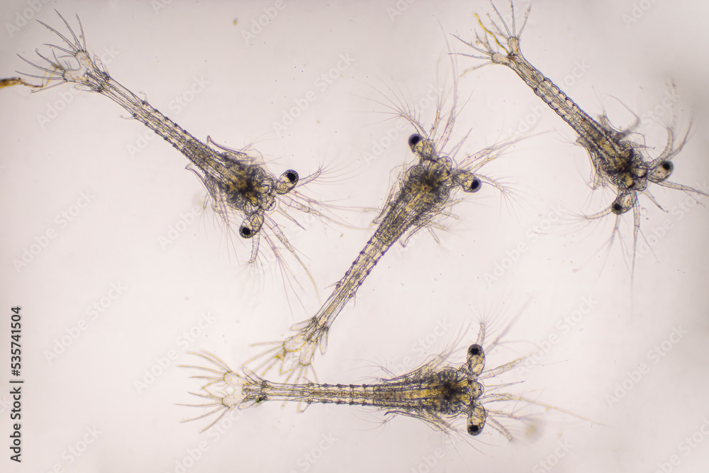 Shrimp, Zoea stage and Mysis stage of Vannamei shrimp in light ...