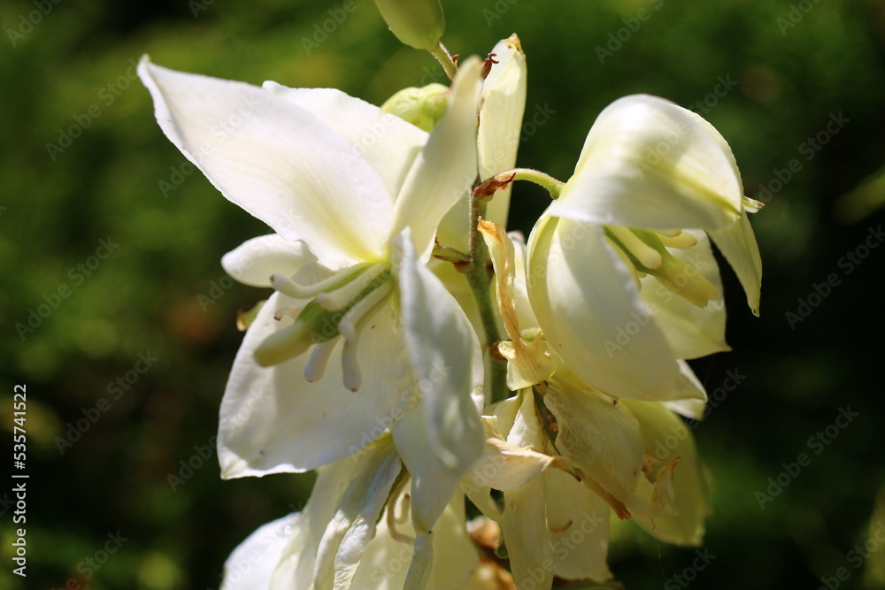 yucca jukka juka ogrodowa Stock Photo | Adobe Stock