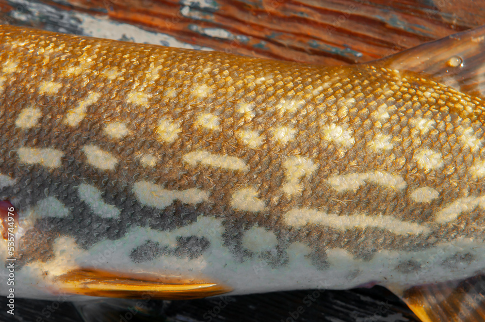 Fish scales close up. The skin of a fish as a background. Stock Photo ...