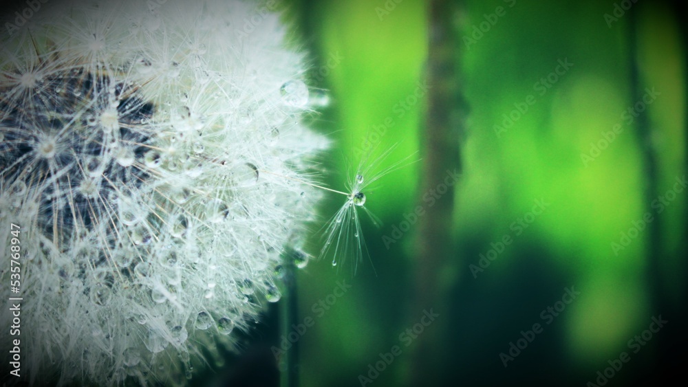 Pusteblume Stock Photo | Adobe Stock