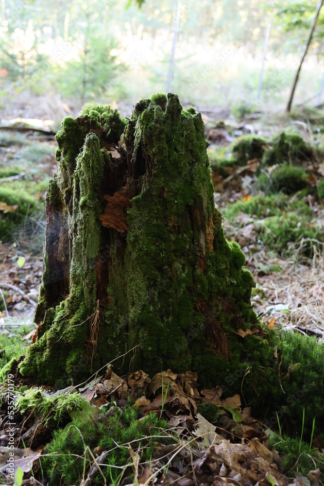 ein alter vermooster Baumstumpf Im Wald in der Aufforstung Stock Photo ...