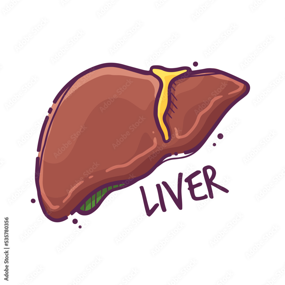 Liver. Humans and animals internal organs. Medical theme for posters ...