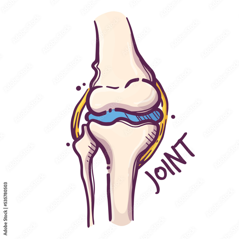 Joint. Humans and animals internal organs. Medical theme for posters ...