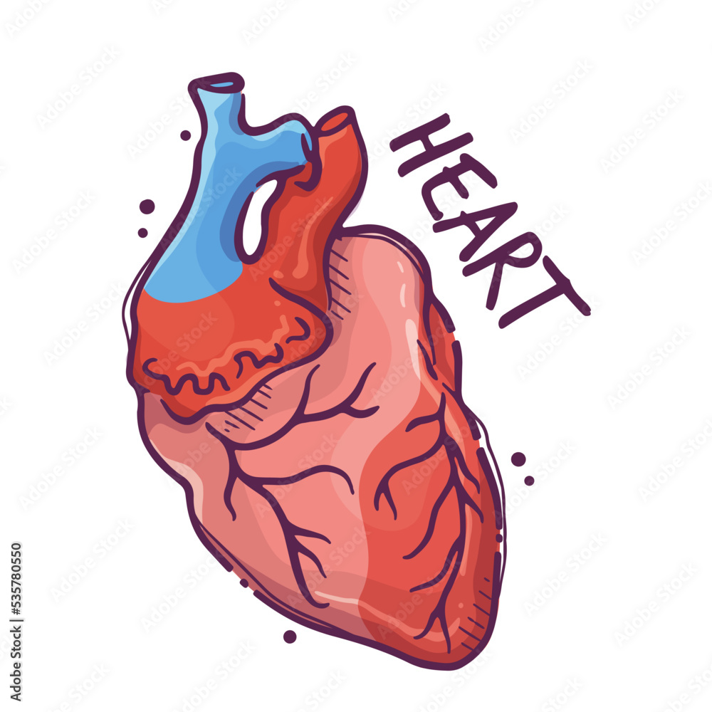 Heart. Humans and animals internal organs. Medical theme for posters ...