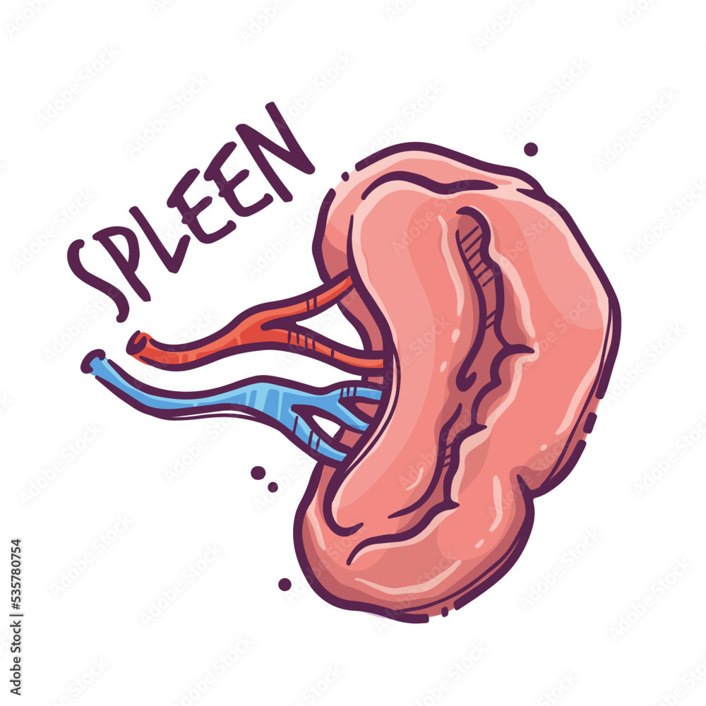 Spleen. Humans and animals internal organs. Medical theme for posters ...