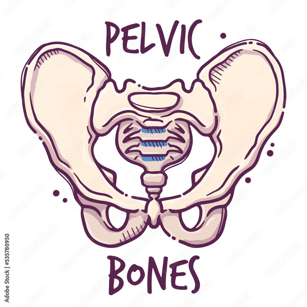 Pelvic. Humans and animals internal organs. Medical theme for posters ...