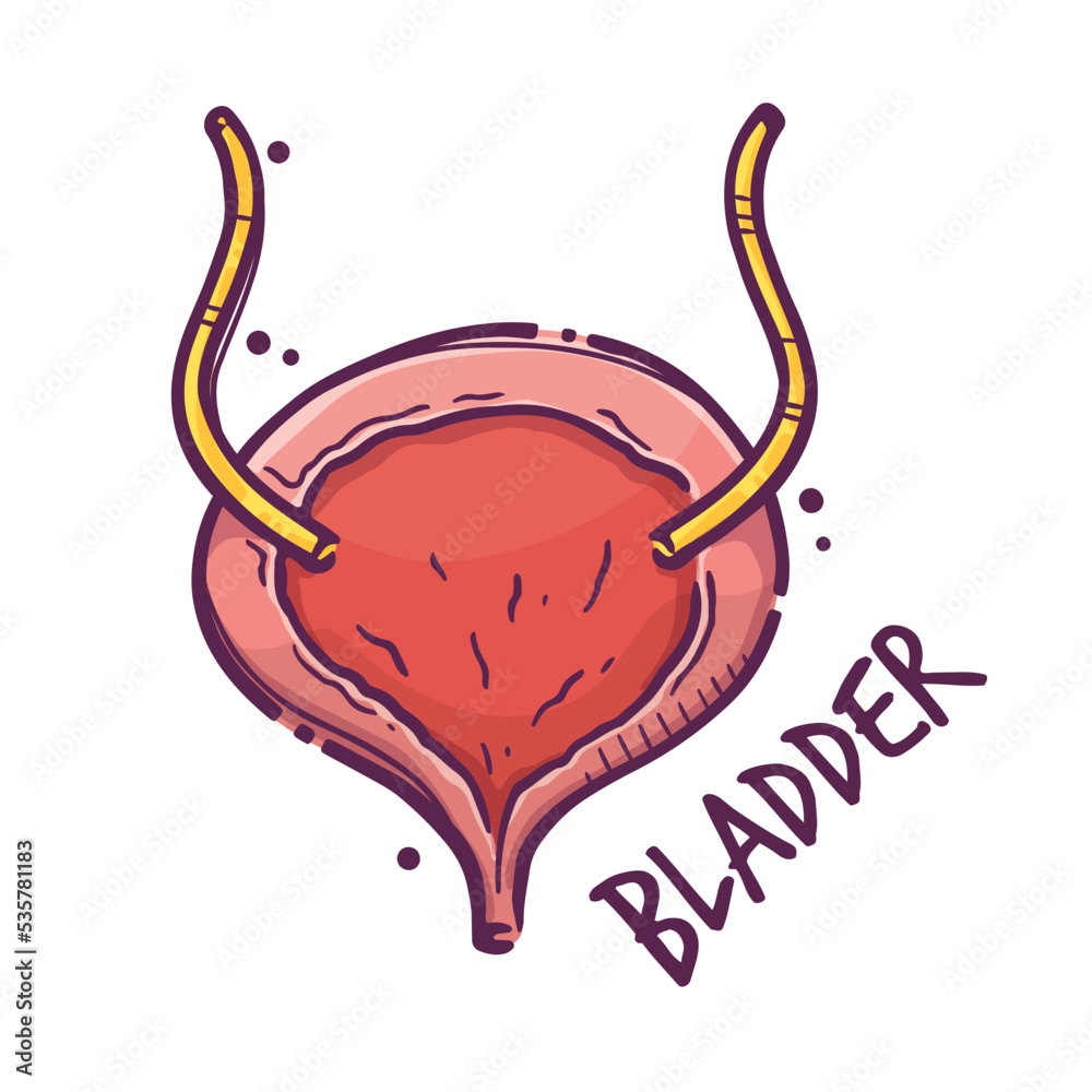 Bladder. Humans and animals internal organs. Medical theme for posters ...