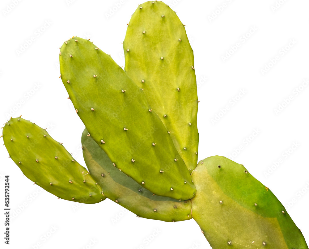 Nopal cactus plant clipart png Stock Photo | Adobe Stock
