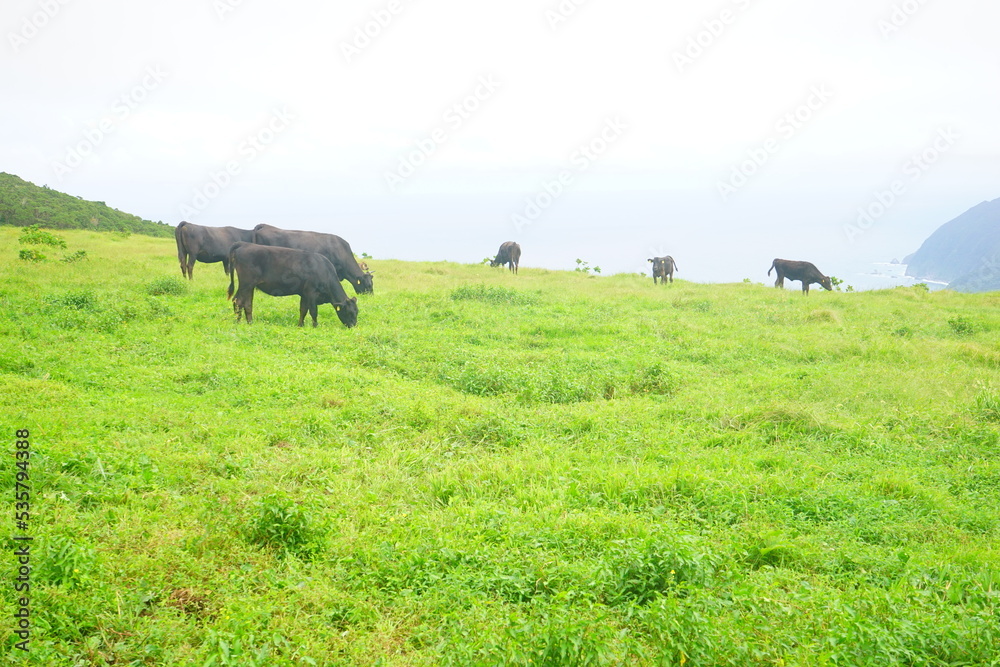 Fureai Farm, Cattle Grazing in Hachijo-jima, Tokyo, Japan - 日本 東京 八丈島 ...