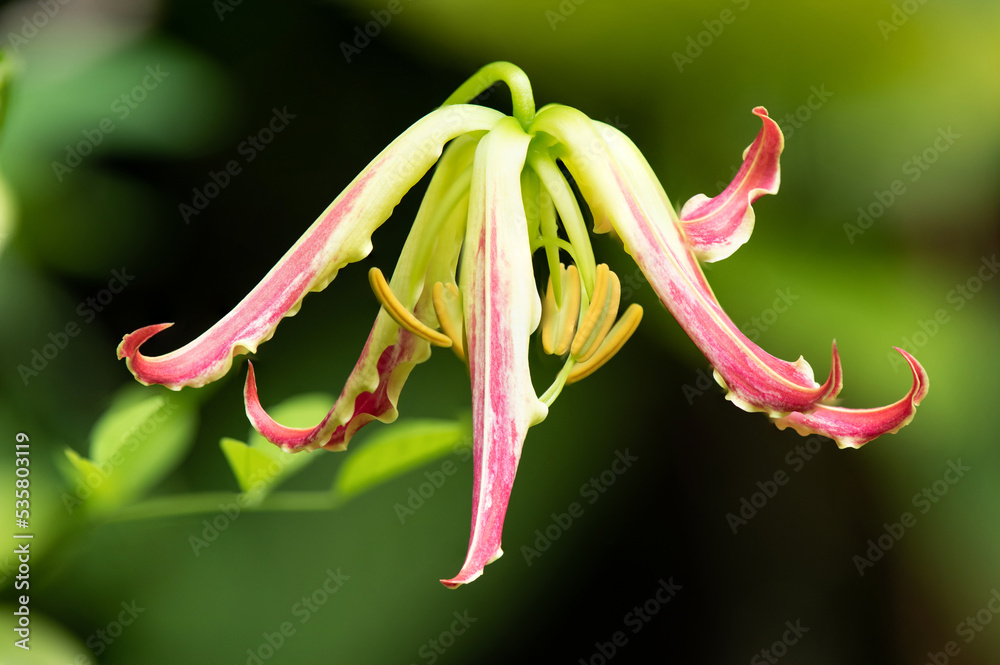 Climbing lily or gloriosa superba flower on nature background. Stock ...