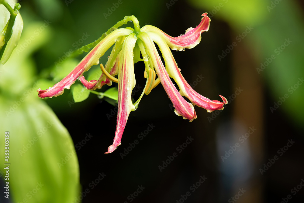 Climbing lily or gloriosa superba flower on nature background. Stock ...