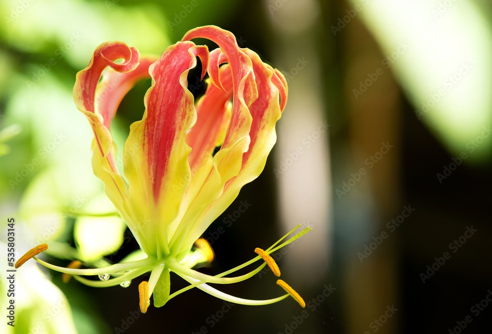 Climbing lily or gloriosa superba flower on nature background. Stock ...