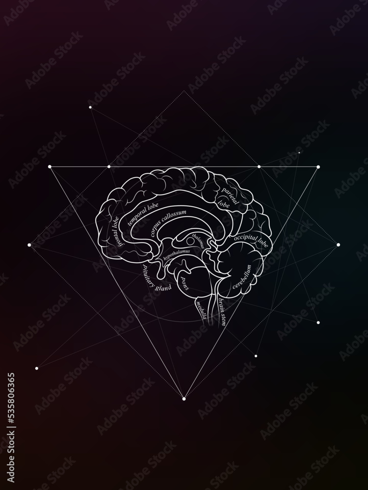 Minimal neuroscience infographic on gradient. Human brain lobes and ...