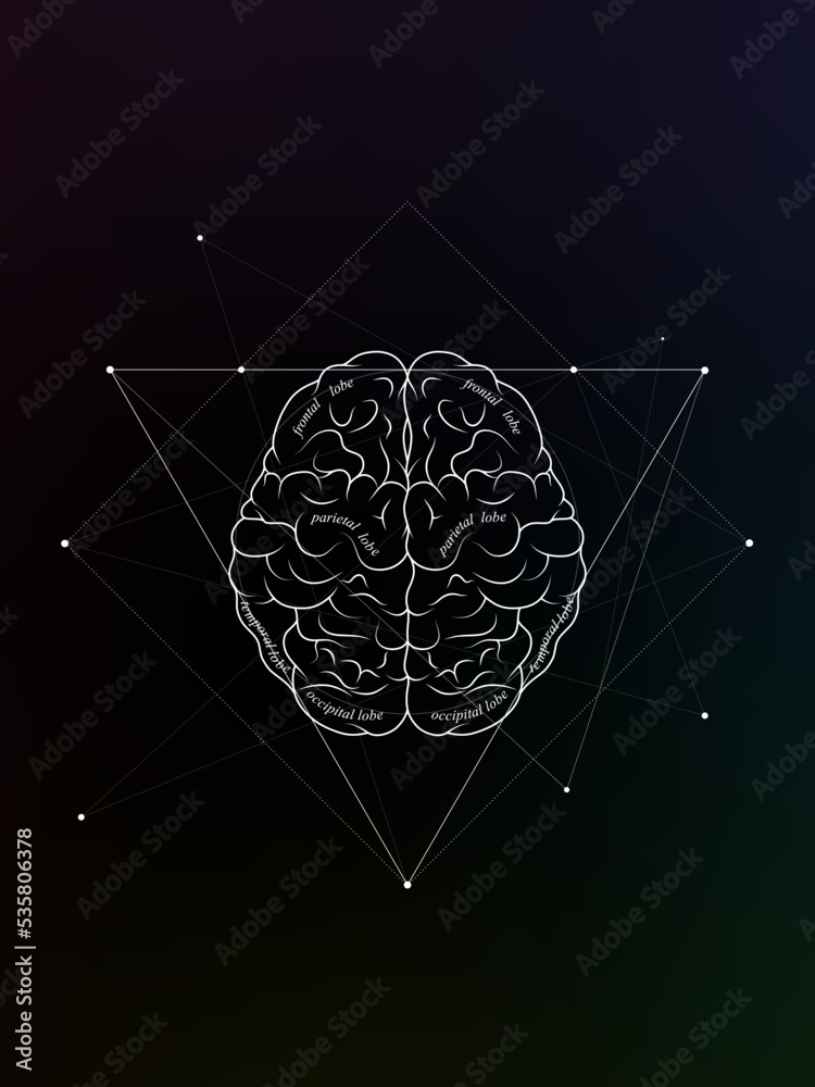 Minimal neuroscience infographic on gradient. Human brain lobes and ...