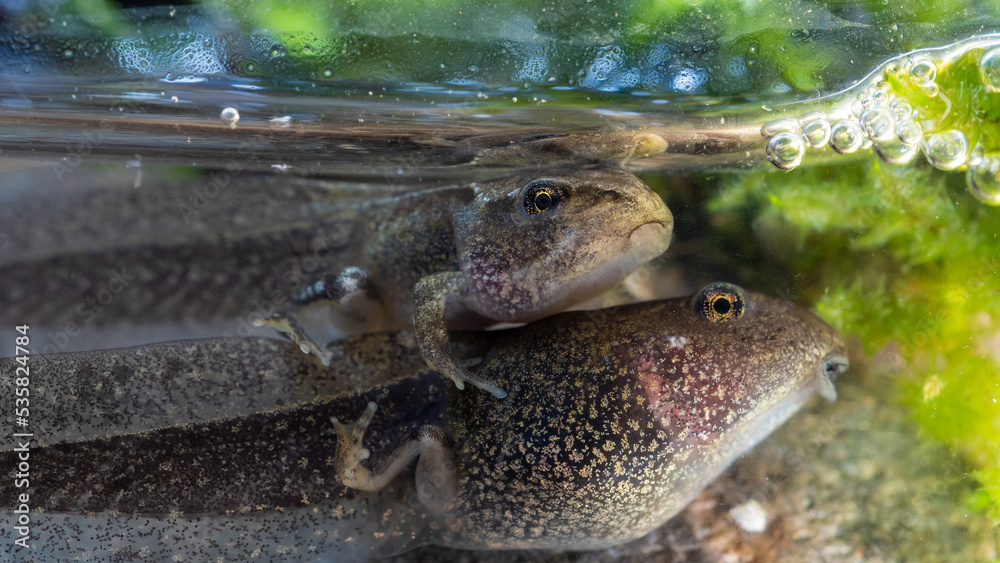Metamorphosis - Tadpoles turning into frogs, shown underwater Stock ...