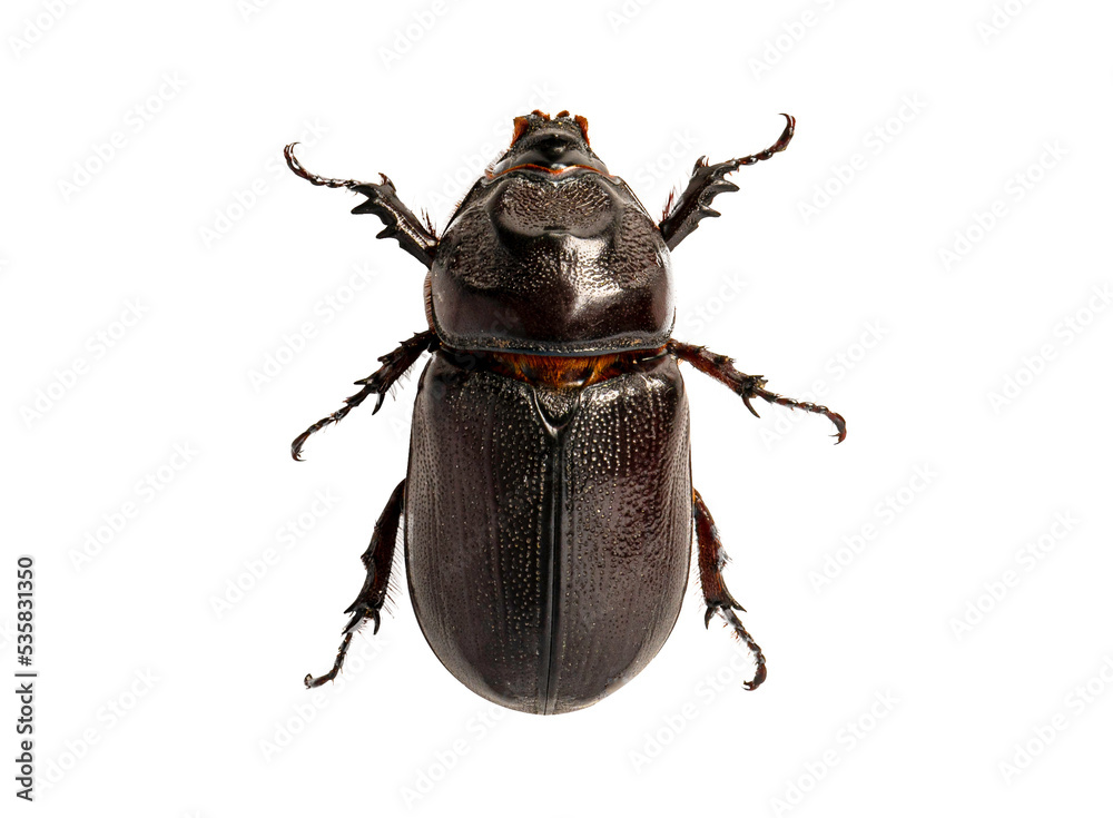 Beetle Oryctes rhinoceros isolated on white background Stock Photo ...