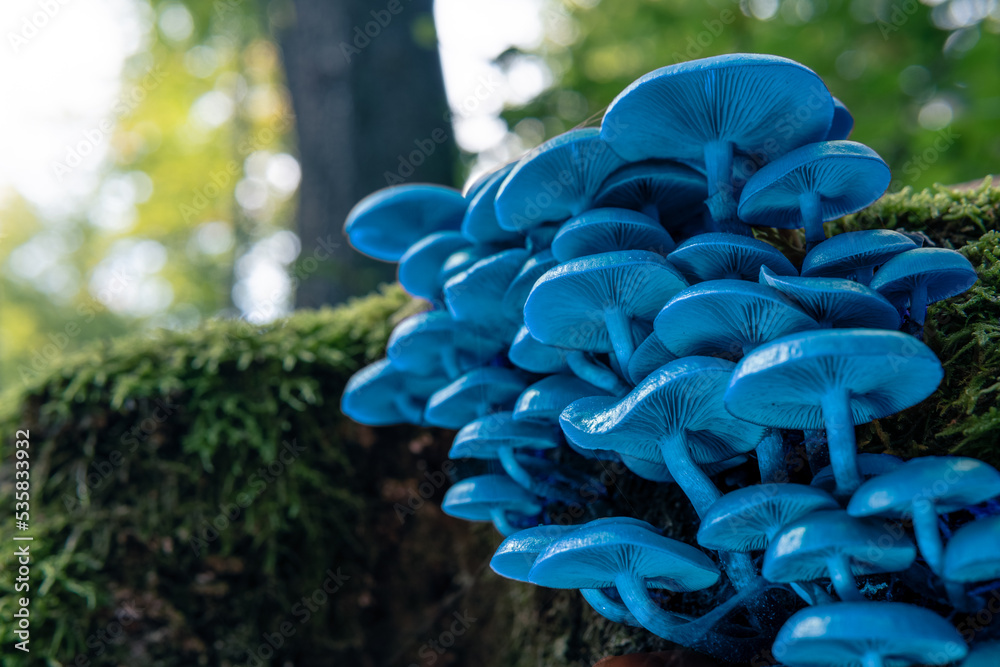 blue mushrooms on wood in forest Stock Photo | Adobe Stock
