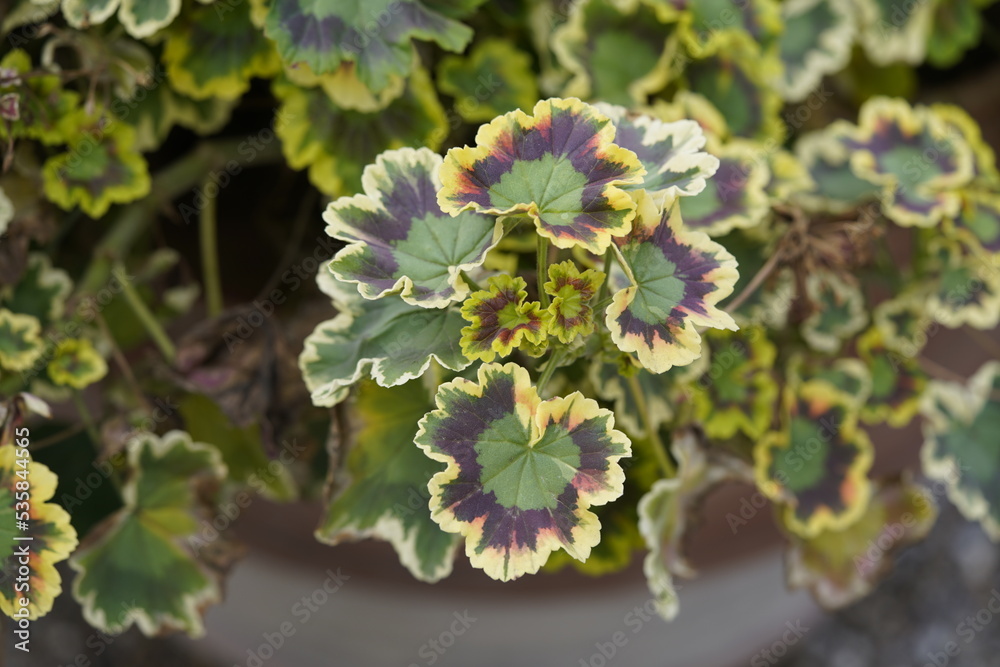 Pelargonium,Mrs. Pollock, Geraniaceae family. Stock Photo | Adobe Stock