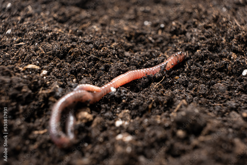 Big beautiful earthworm in the black soil, close-up. Stock Photo ...