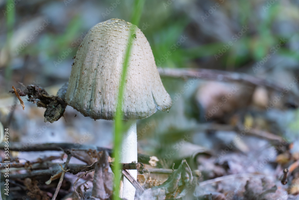 Contingently edible ink cap young mushroom in deciduous forest. Common ...