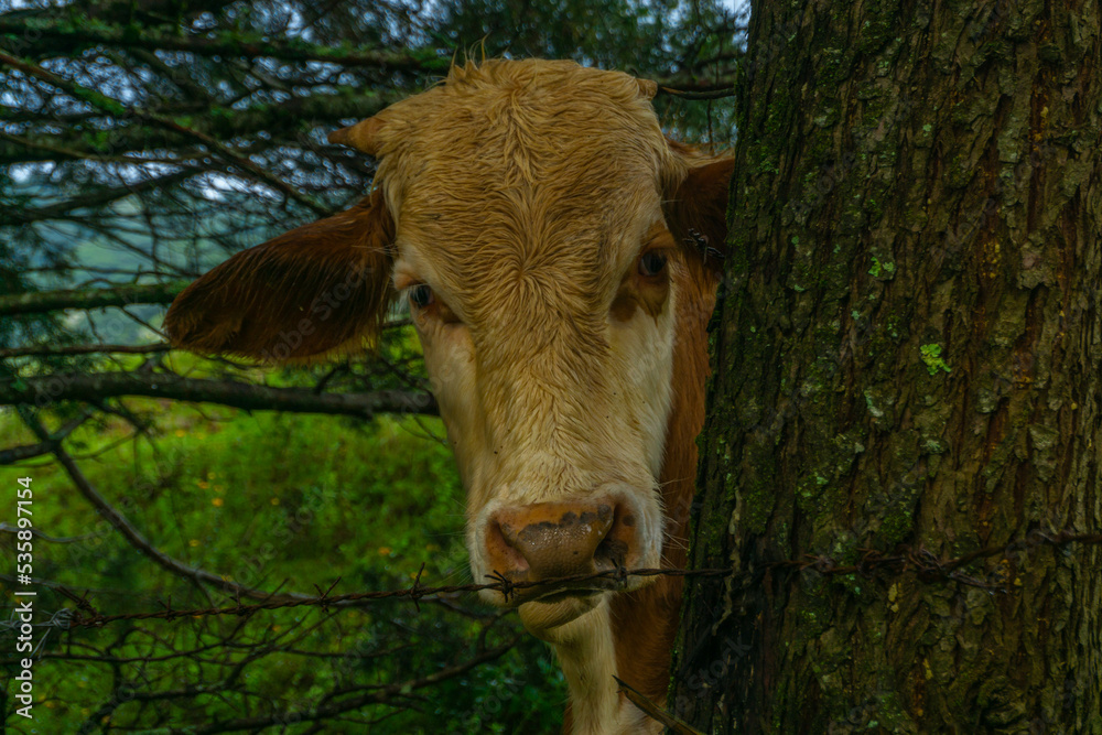 vaca asomándose detrás de un tronco Stock Photo | Adobe Stock