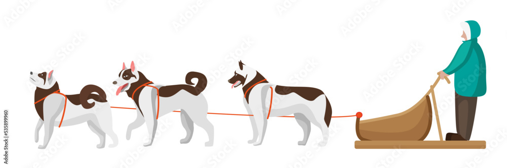 Vector illustration of dog sledding. Cartoon scene with dog sledding in ...