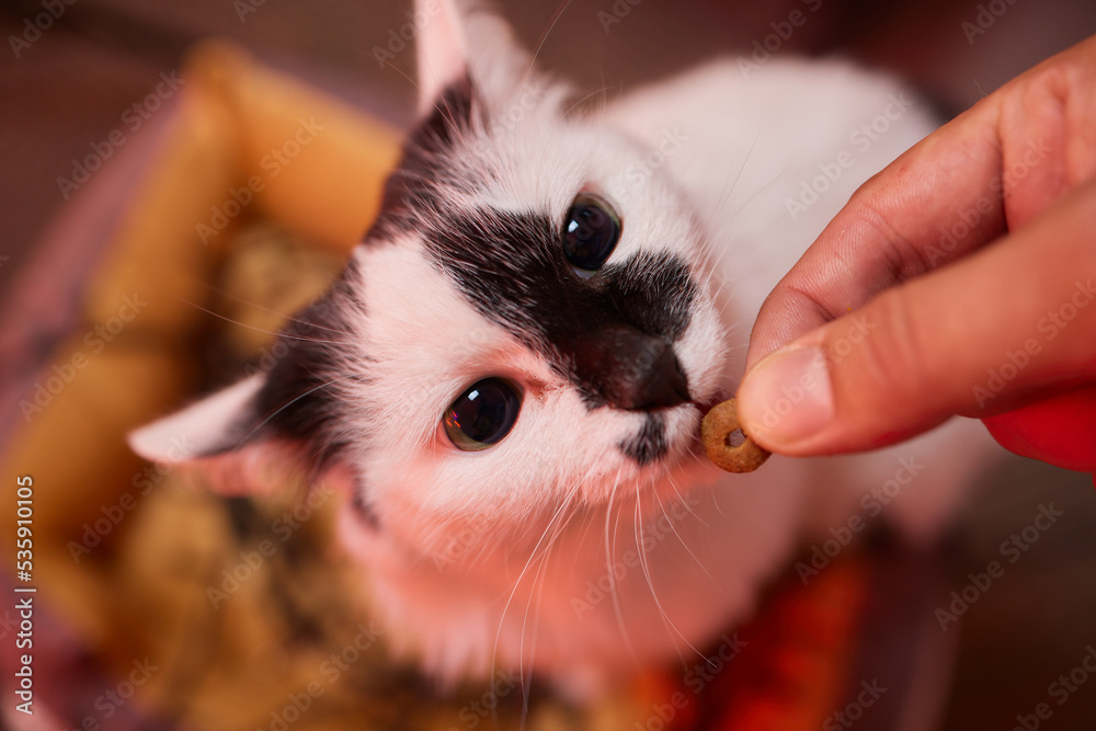 Pet owner feeding cat with dry food granules from hand palm. Man woman ...